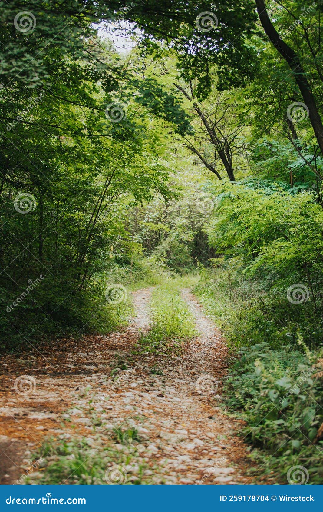 Beautiful Shot of a Narrow Path in a Forest Stock Photo - Image of ...