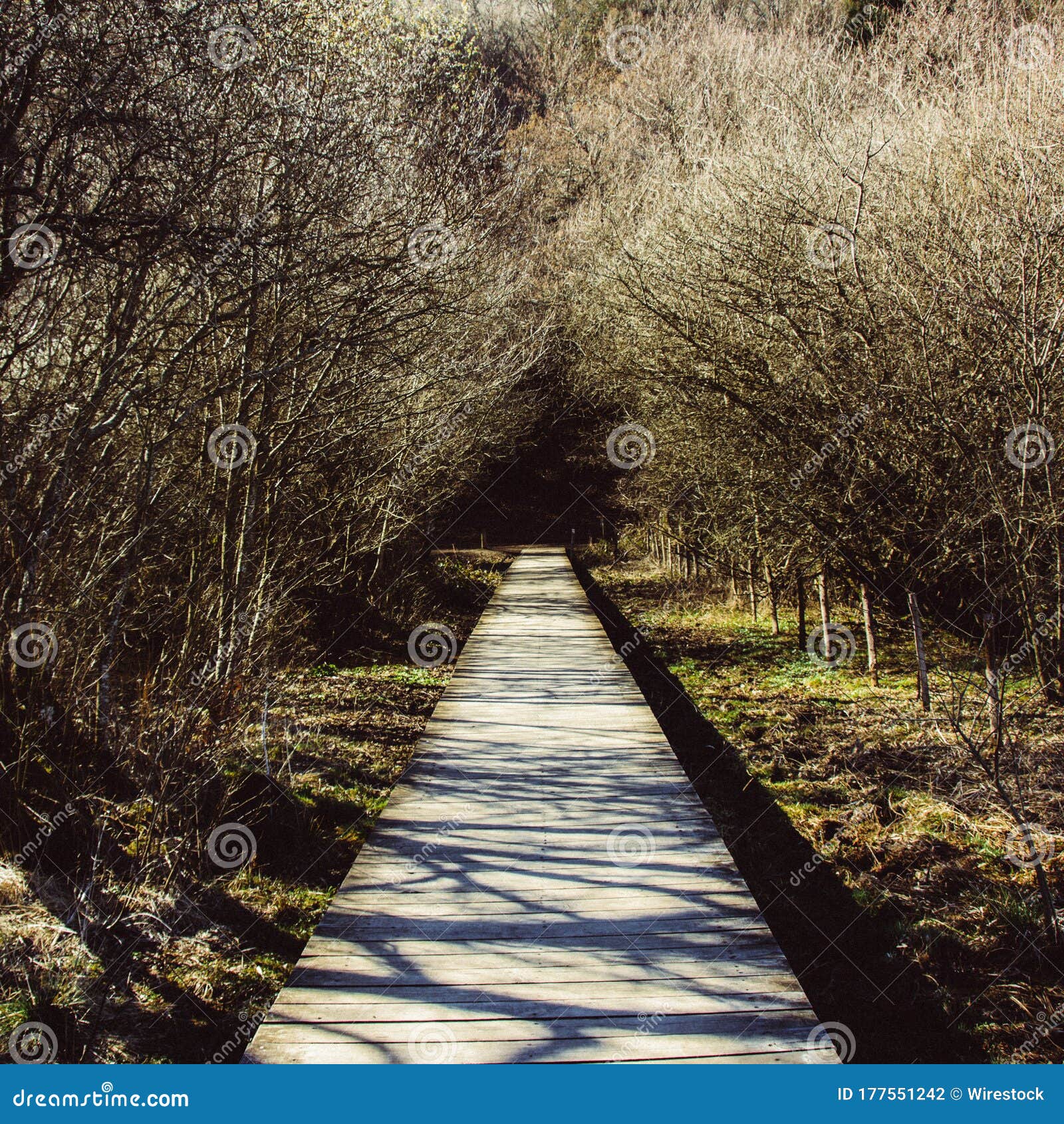 Beautiful Shot of a Narrow Pathway Surrounded by Trees and Greenery ...
