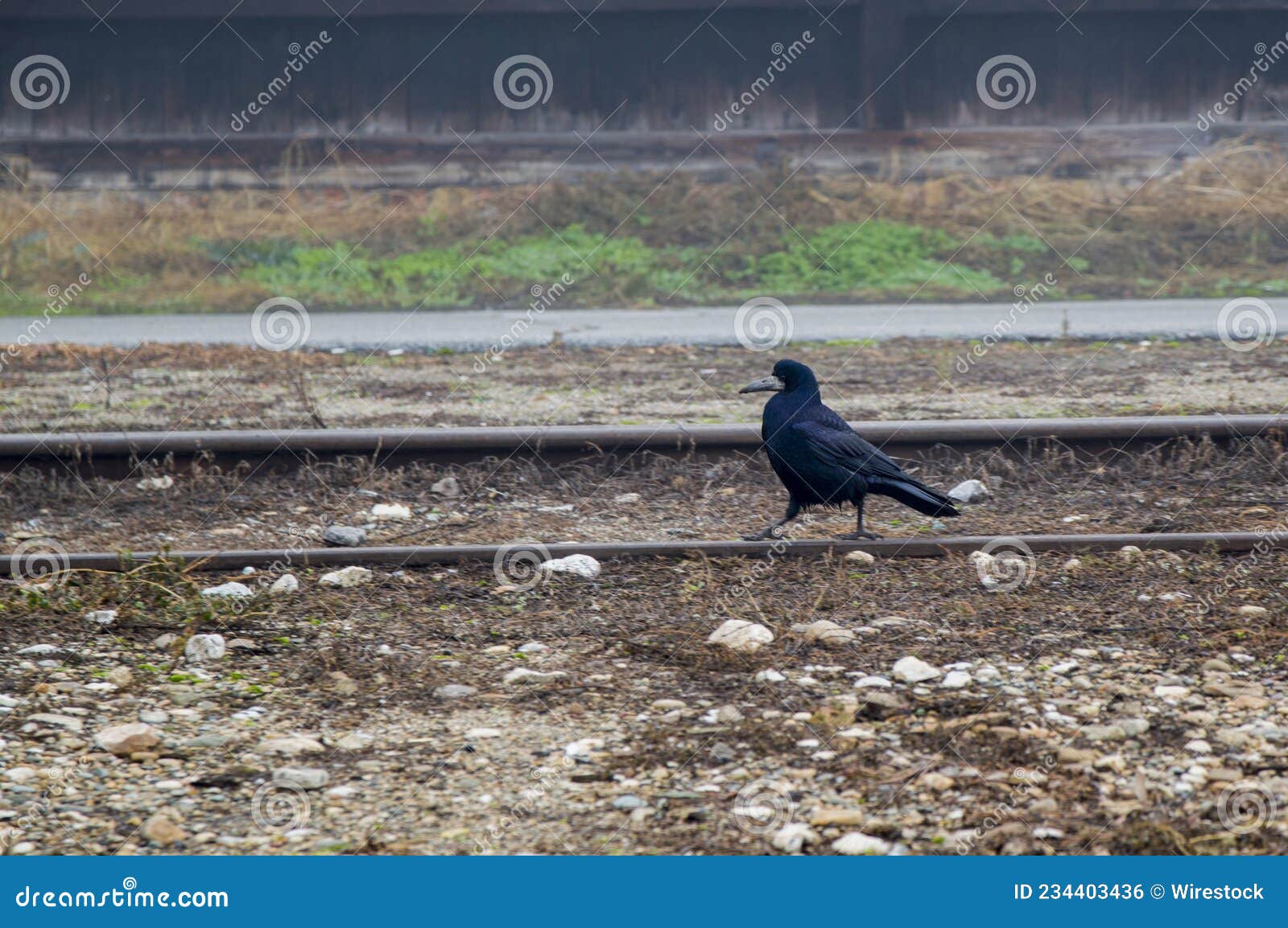 Beautiful Shot of a Nice Black Crow Walking Alone on a Railway in the ...