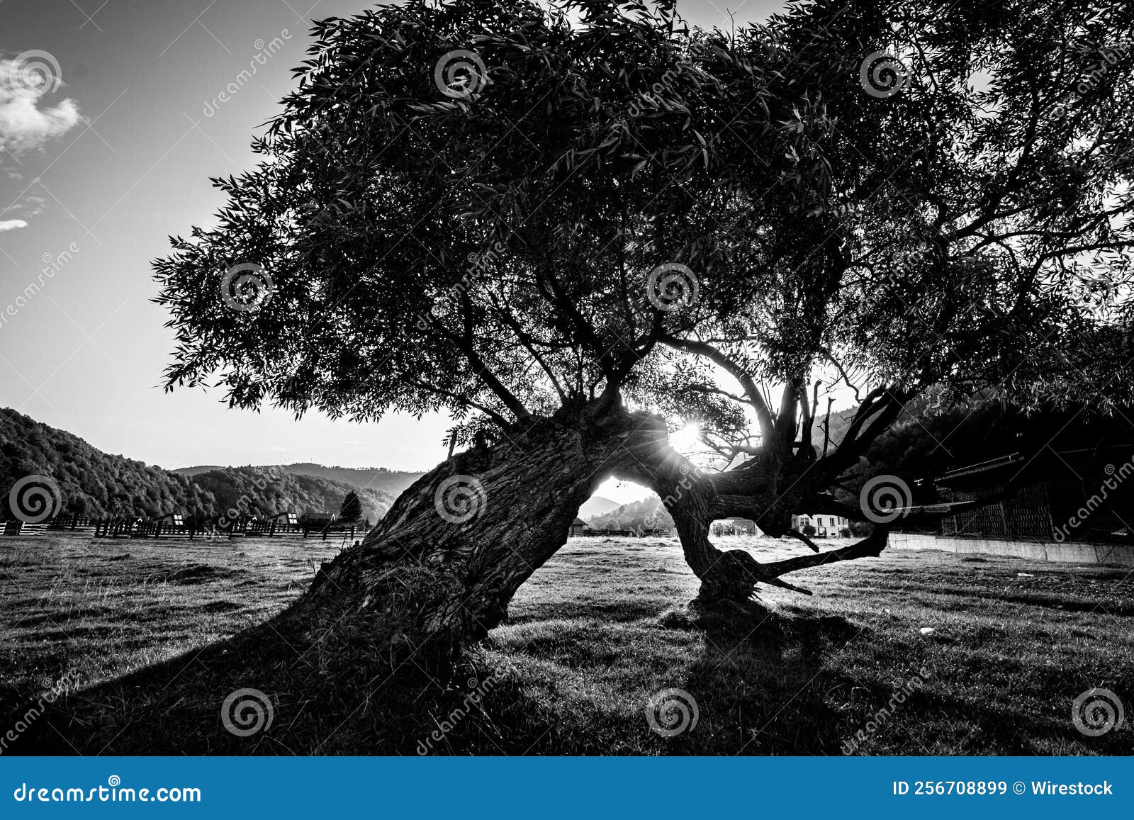 Beautiful Shot of an Old Tree in Black and White Colors Stock Image ...