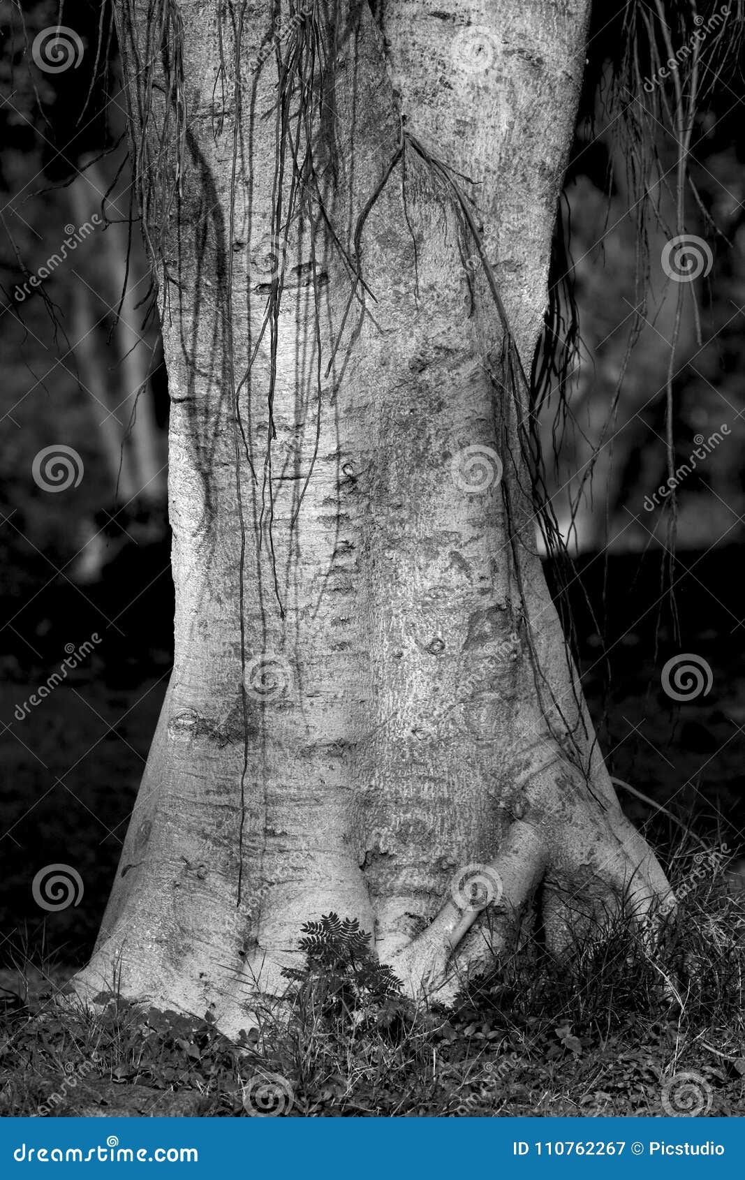 Tree trunk stock image. Image of soil, nature, beautiful - 110762267