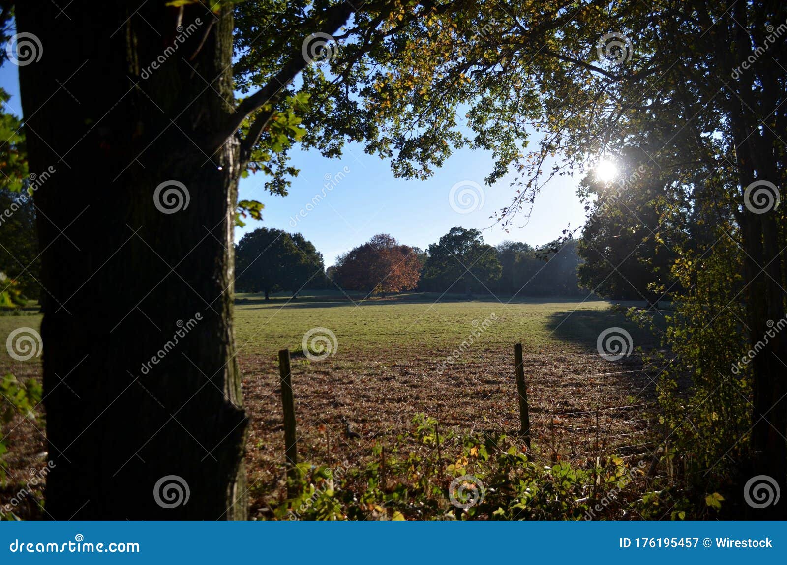 Beautiful Shot of an Open Space Ground Surrounded by Trees with a Sunny ...