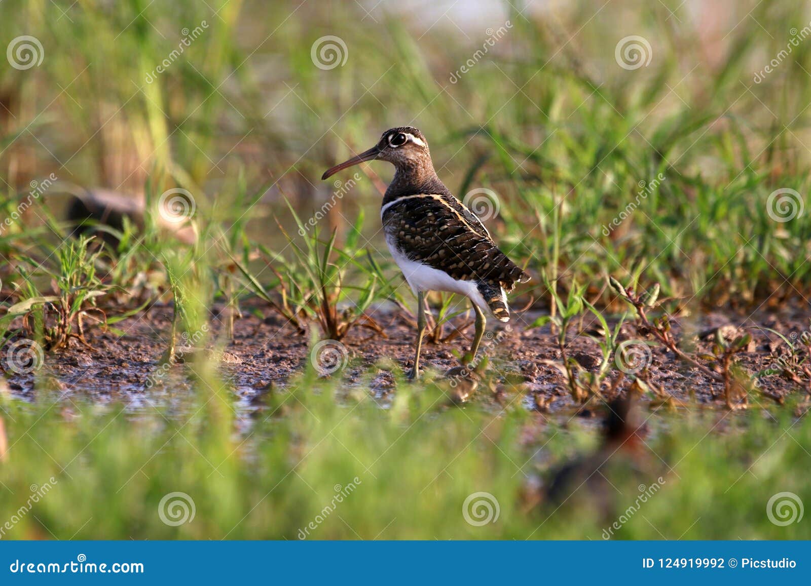 Painted snipe stock photo. Image of billed, wild, light - 124919992