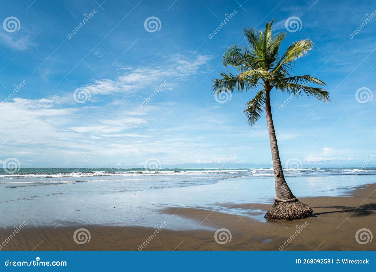 Beautiful Shot of a Palm Tree Growing on a Sandy Beach Stock Image ...