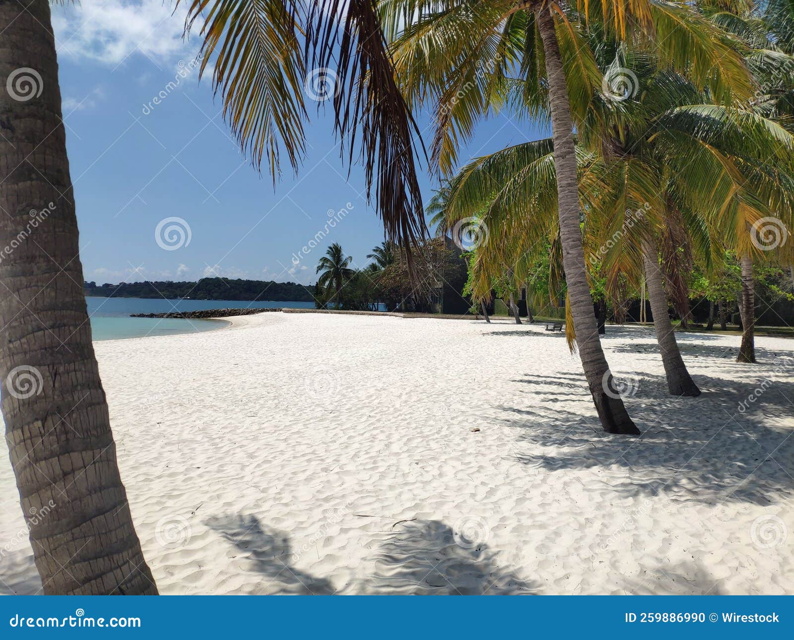 Beautiful Shot of Palm Trees Growing on a Beach Stock Photo - Image of ...