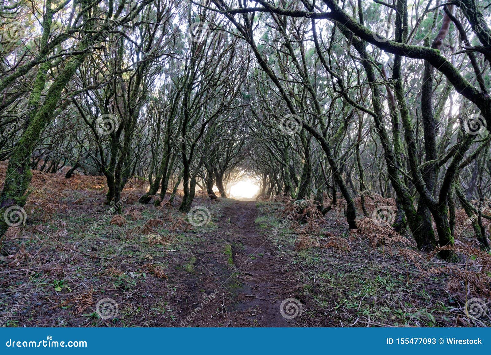 Beautiful Shot of a Path in Forest Leading Towards a Light Surrounded ...