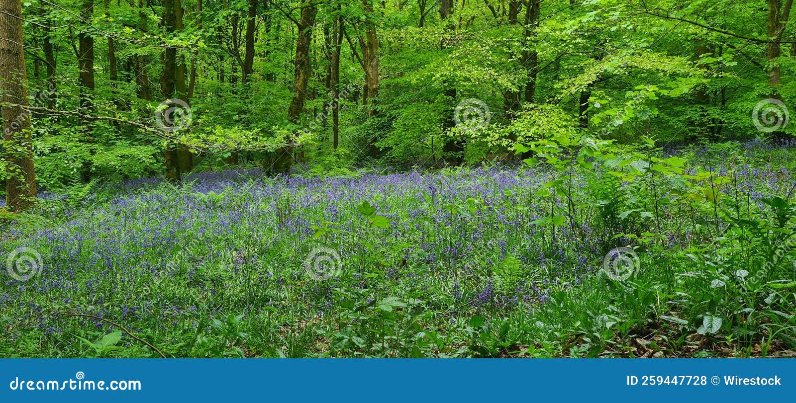 Beautiful Shot of a Pathway in a Forest Full of Tall Trees during the ...