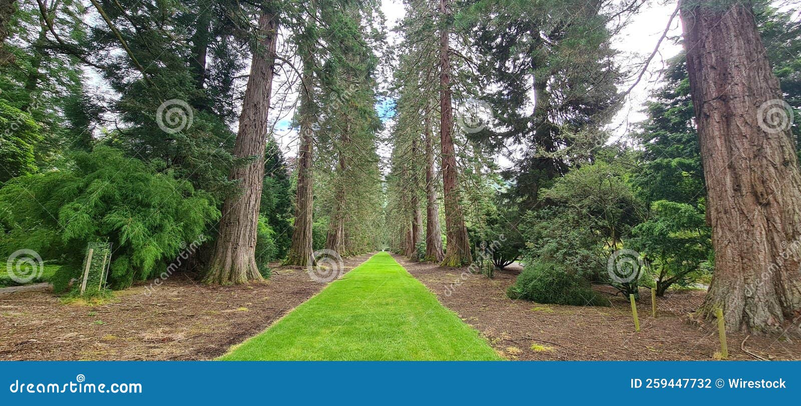 Beautiful Shot of a Pathway in a Forest Full of Tall Trees during the ...