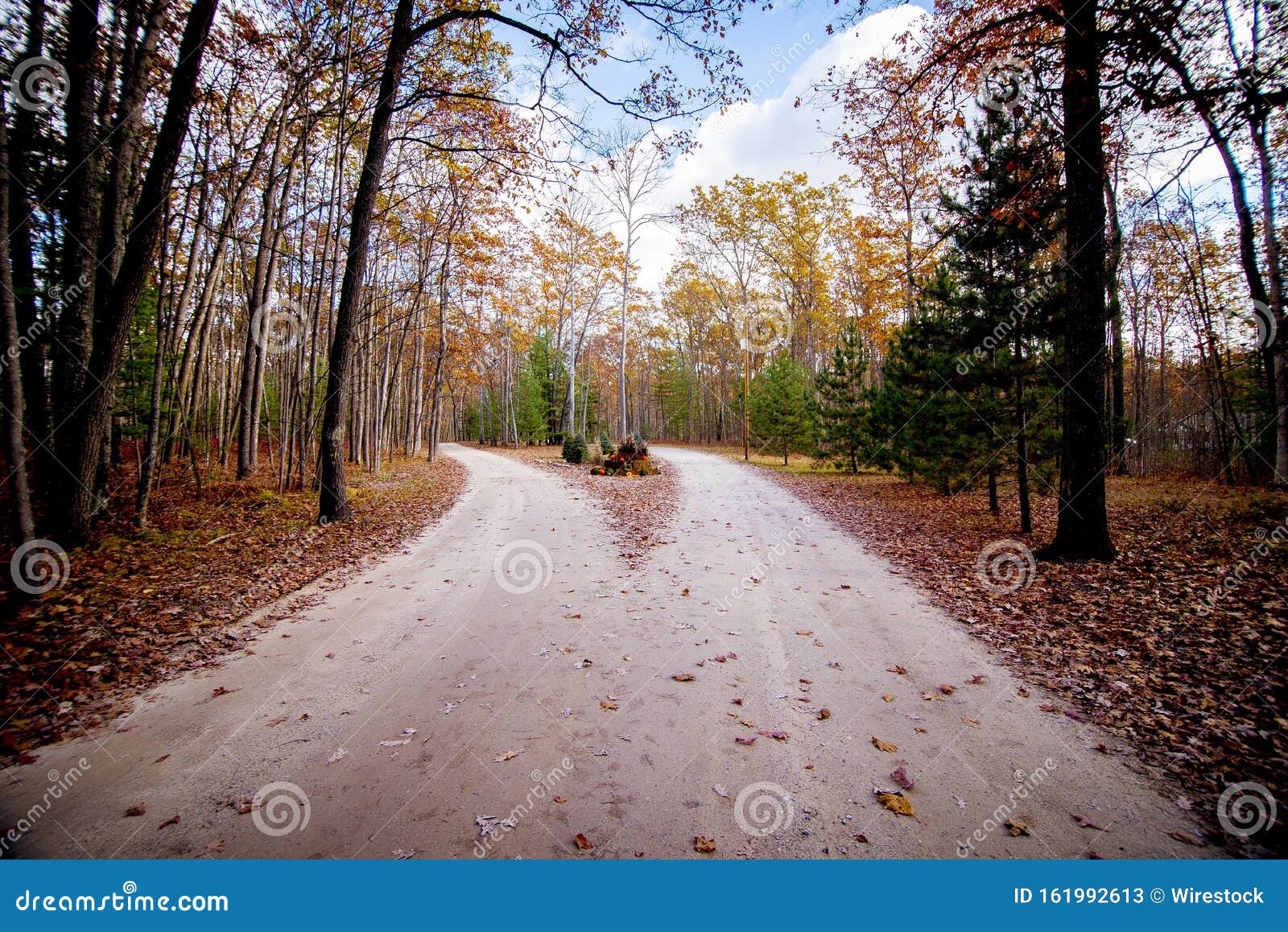Beautiful Shot of a Pathway Splitting in the Middle of a Forest with ...