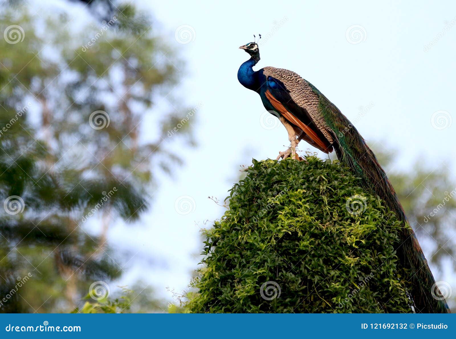 Peacock stock photo. Image of light, bill, wildlife - 121692132