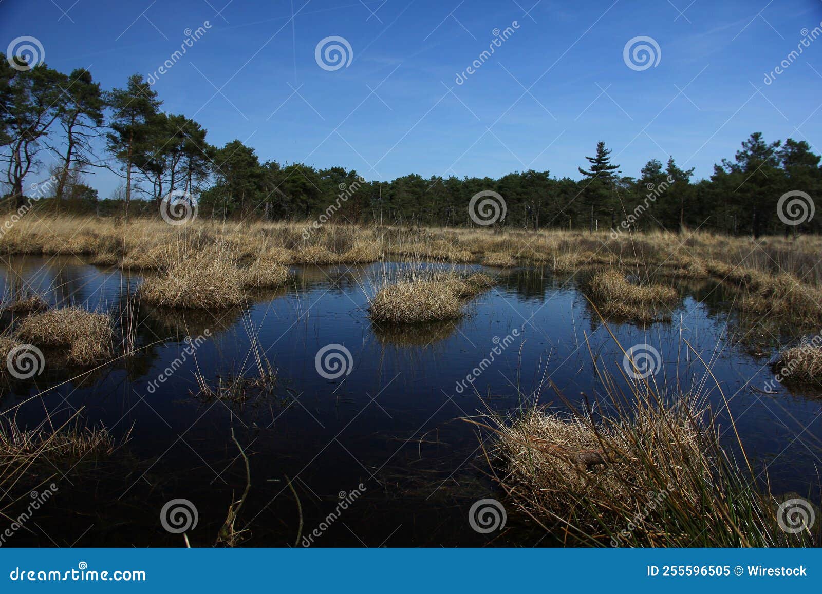 Beautiful Shot of a Peat Bog Lake Stock Image - Image of scene, outdoor ...