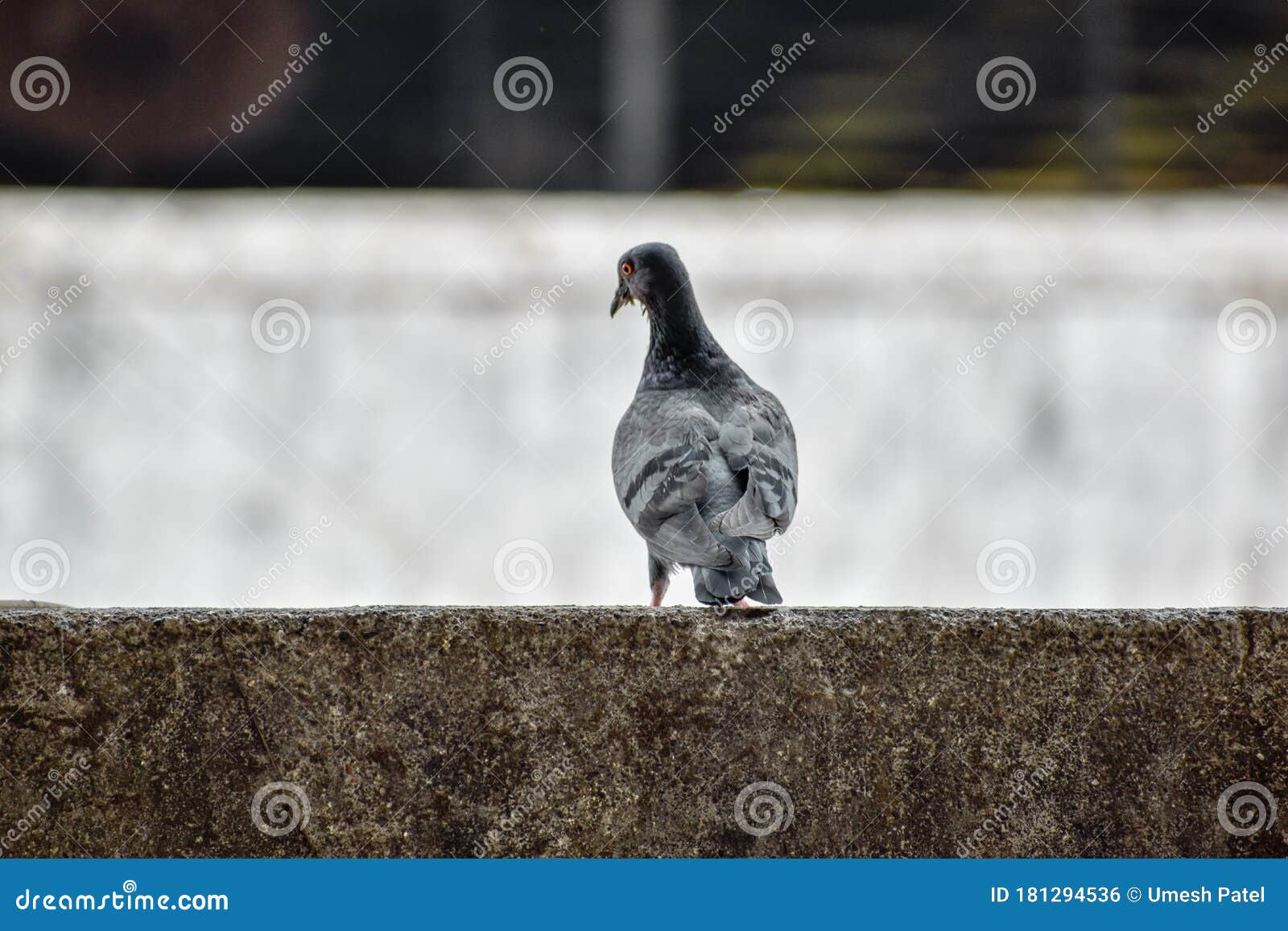 Beautiful Shot of a Pigeon on a Building Terrace Stock Photo - Image of ...