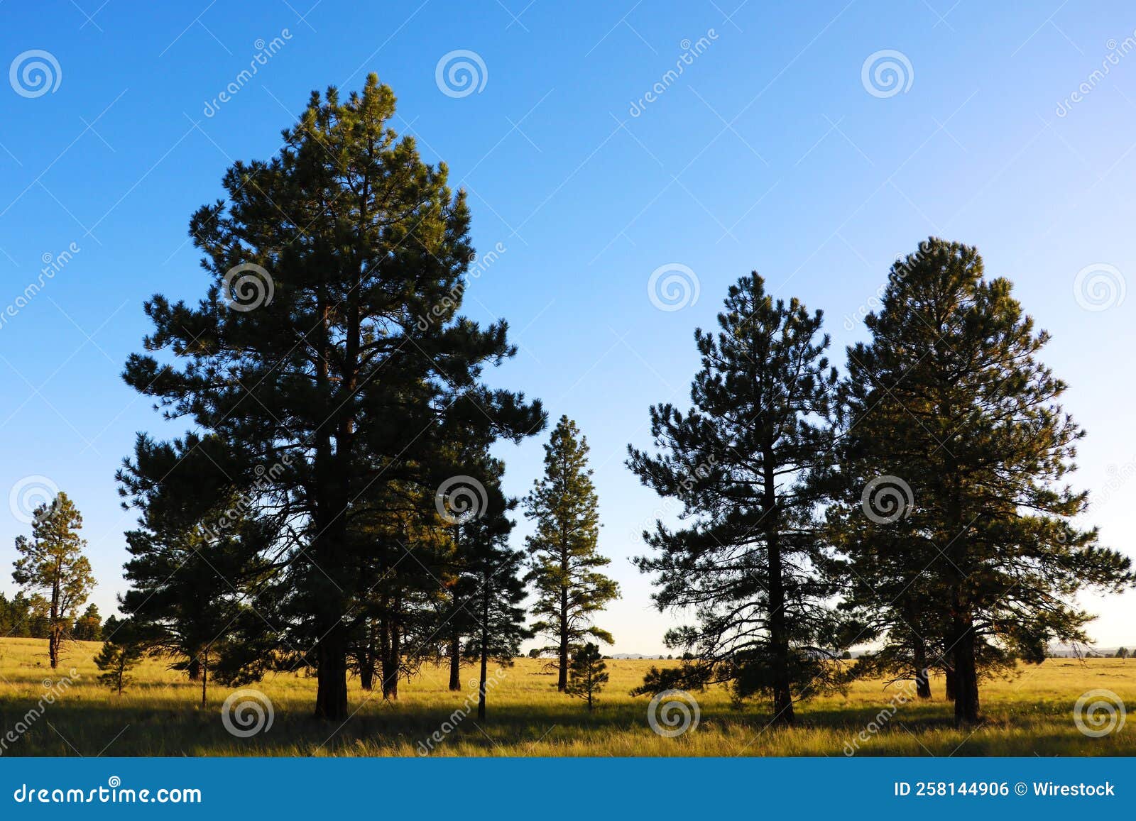 Beautiful Shot of Pine Trees on a Field Stock Photo - Image of green ...