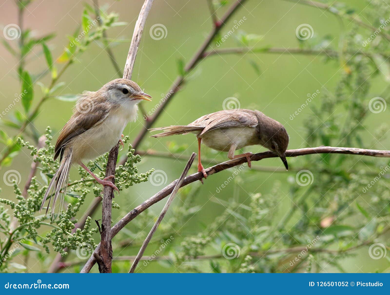 Plain prinia stock photo. Image of shot, morning, avian - 126501052