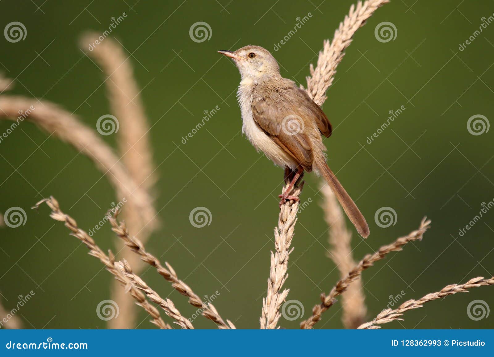 Plain prinia stock image. Image of avian, shot, nature - 128362993