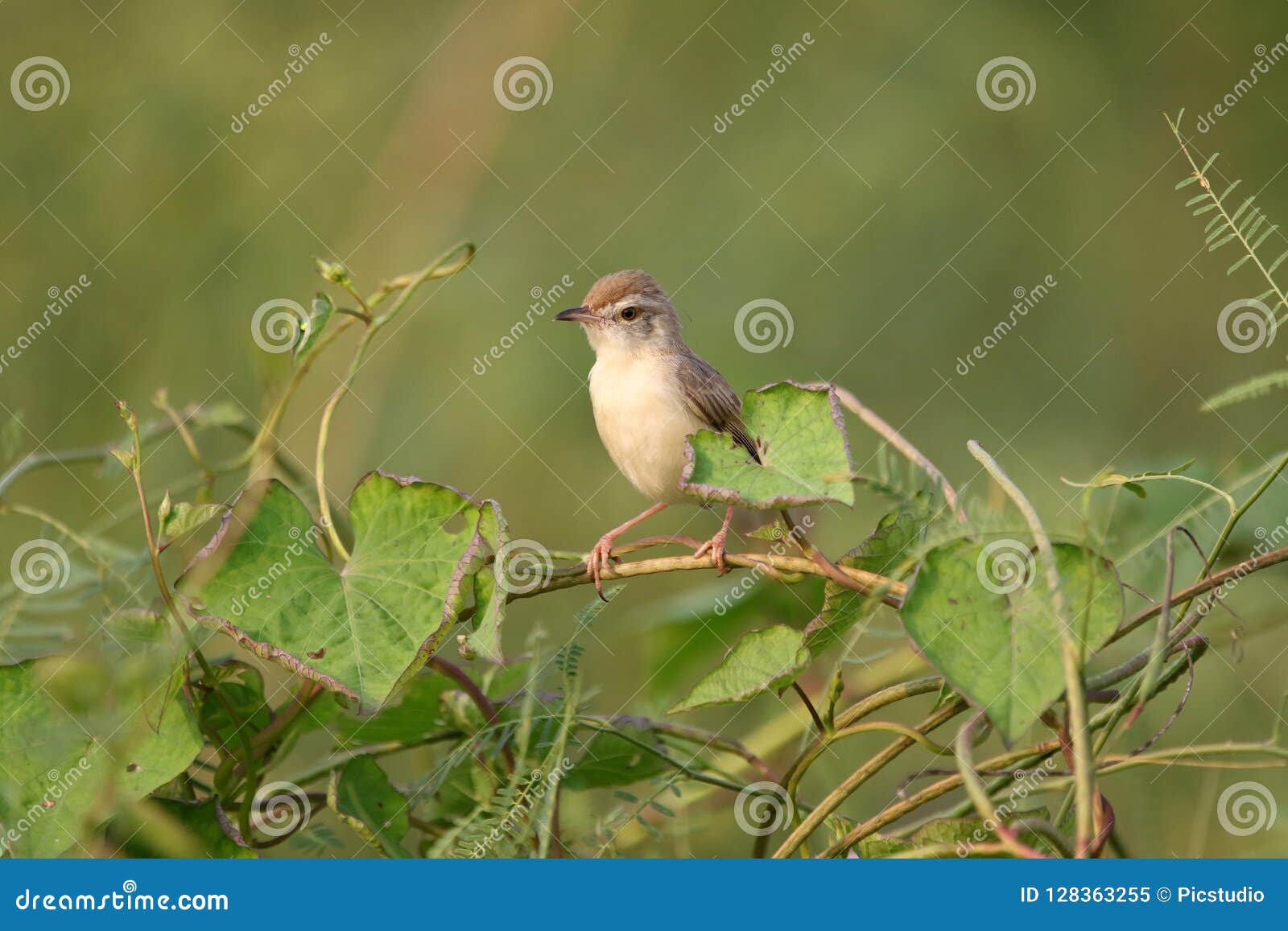 Plain prinia stock image. Image of indian, wild, prinia - 128363255