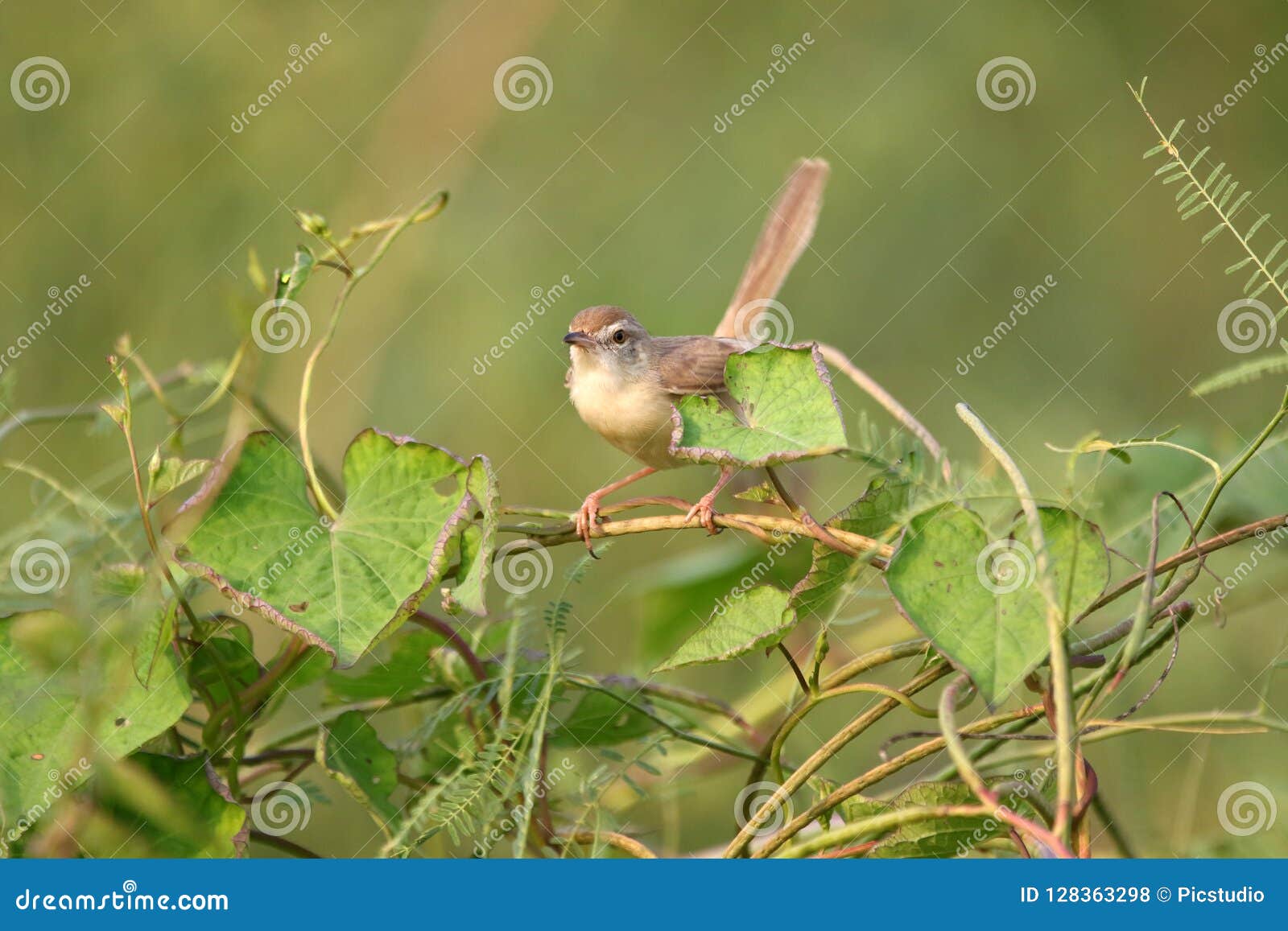 Plain prinia stock photo. Image of wild, avian, plain - 128363298