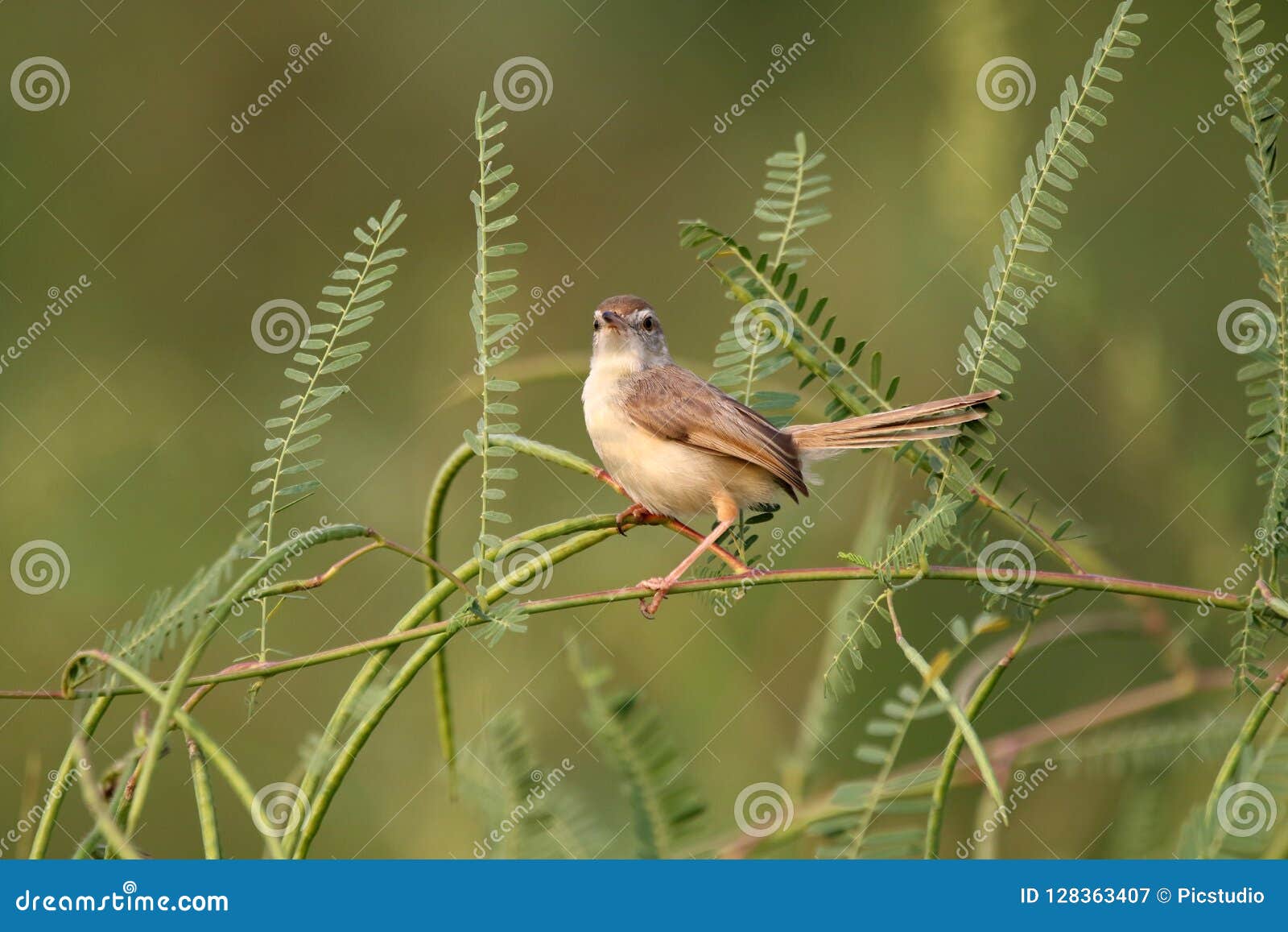 Plain prinia stock image. Image of morning, wildlife - 128363407