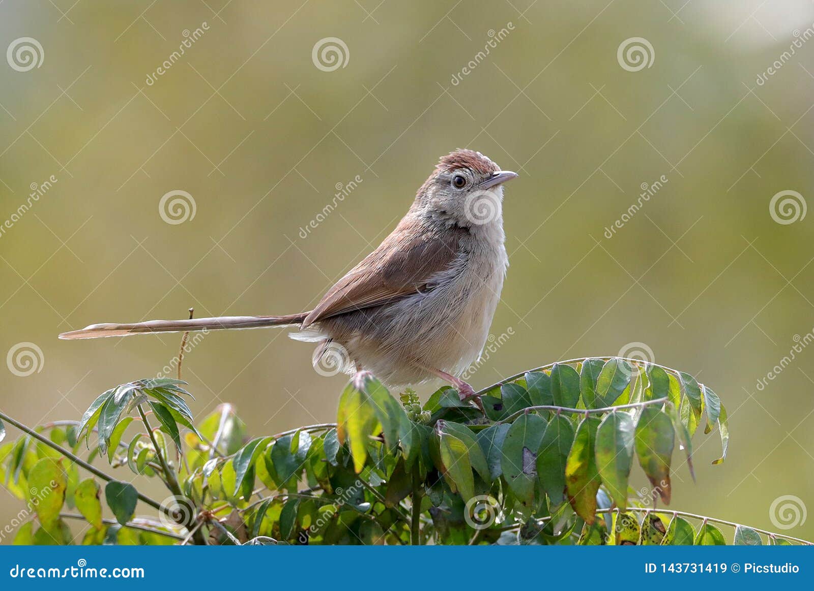 Plain prinia stock image. Image of common, avian, shot - 143731419