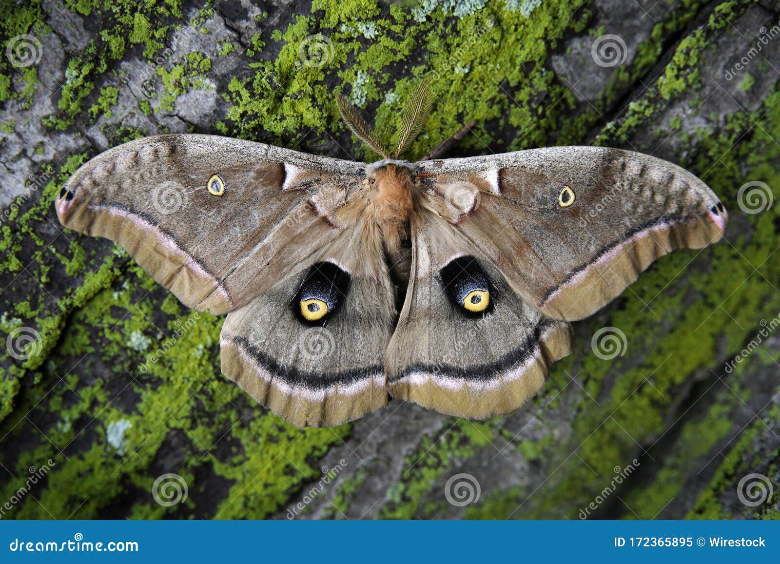 Beautiful Shot of the Polyphemus Moth Butterfly Resting on a Log of an ...