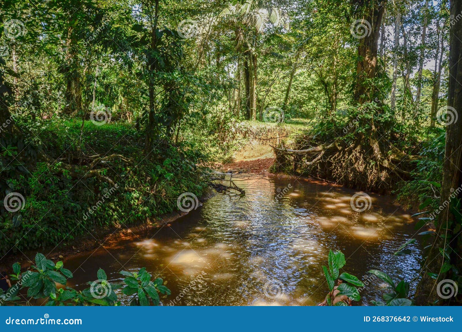 Beautiful Shot of a Pond in the Middle of a Forest Stock Photo - Image ...