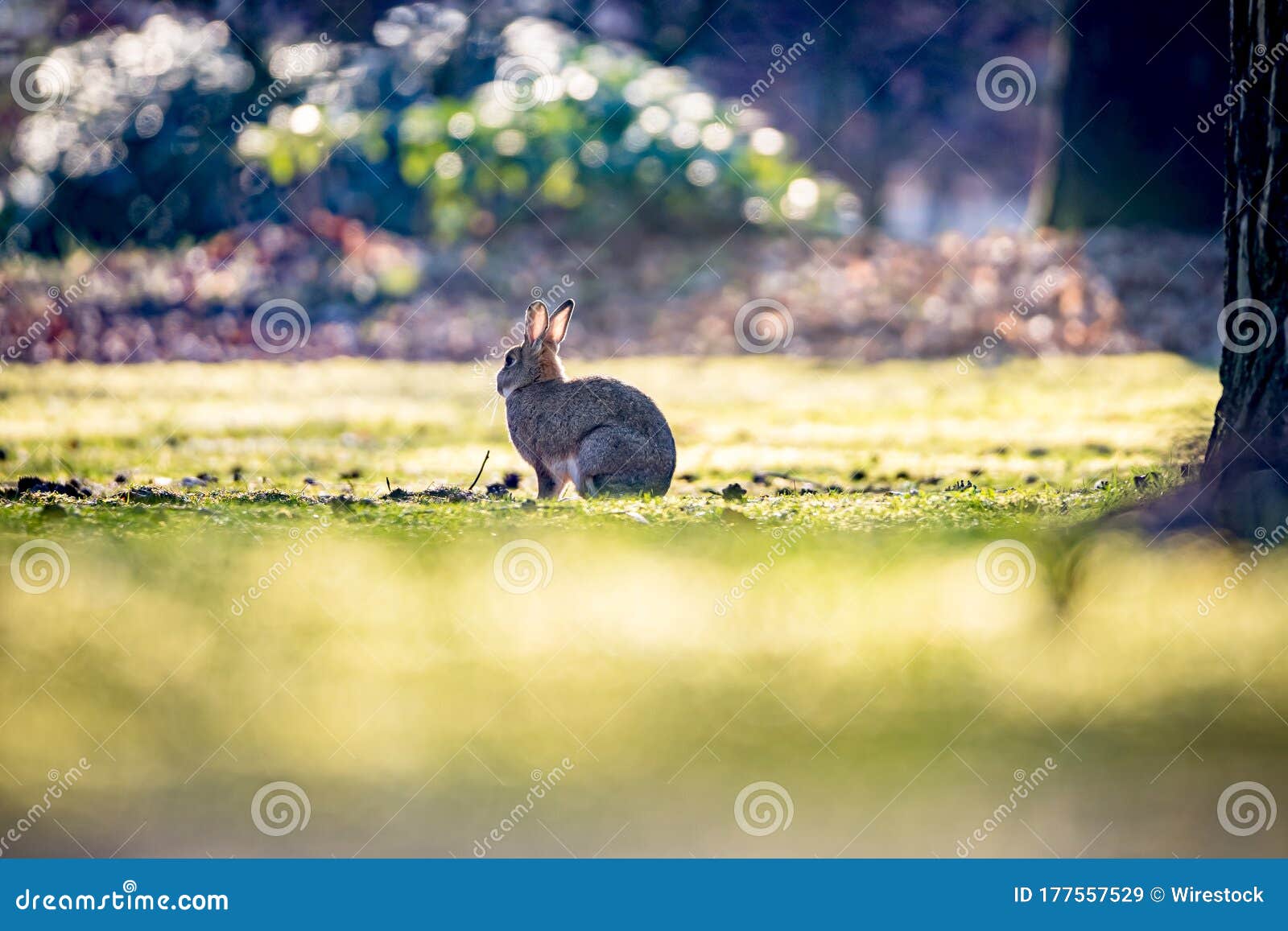 Rabbit Field Stock Photos - Download 12,786 Royalty Free Photos