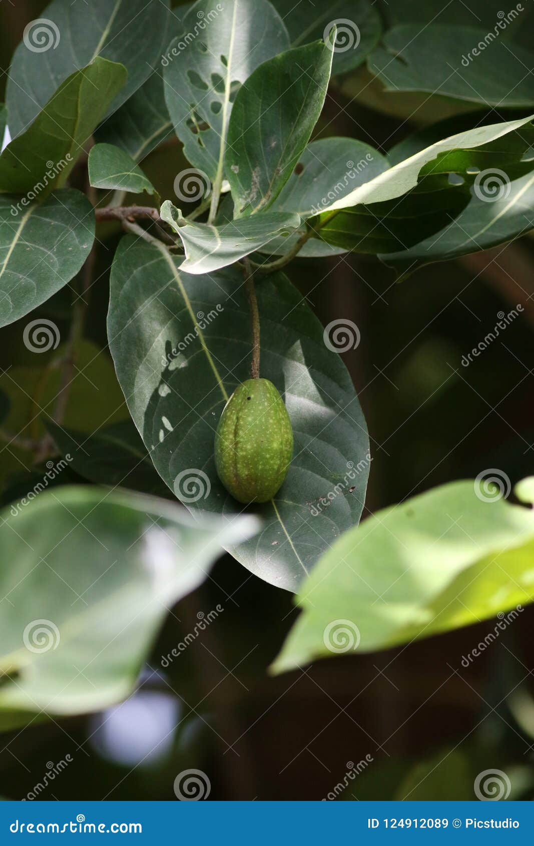 Harad stock image. Image of health, green, fuit, loss - 124912089