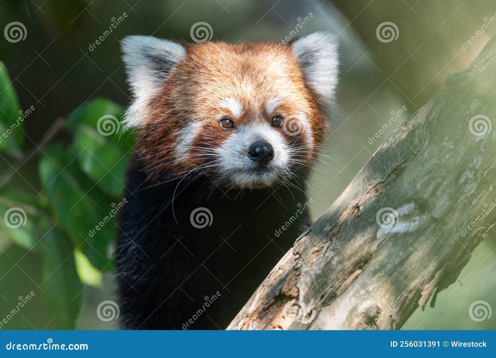 Beautiful Shot of a Red Panda Stock Image - Image of carnivore, park ...