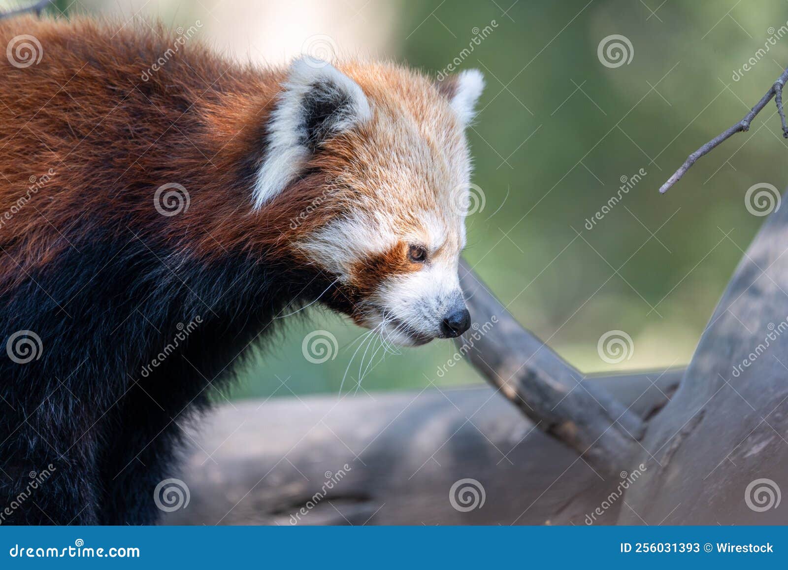 Beautiful Shot of a Red Panda Stock Image - Image of wild, park: 256031393