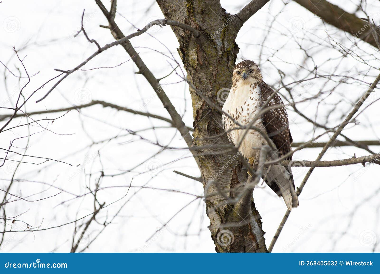 Beautiful Shot of a Red-tailed Hawk Perched on a Snowy Tree Branch ...