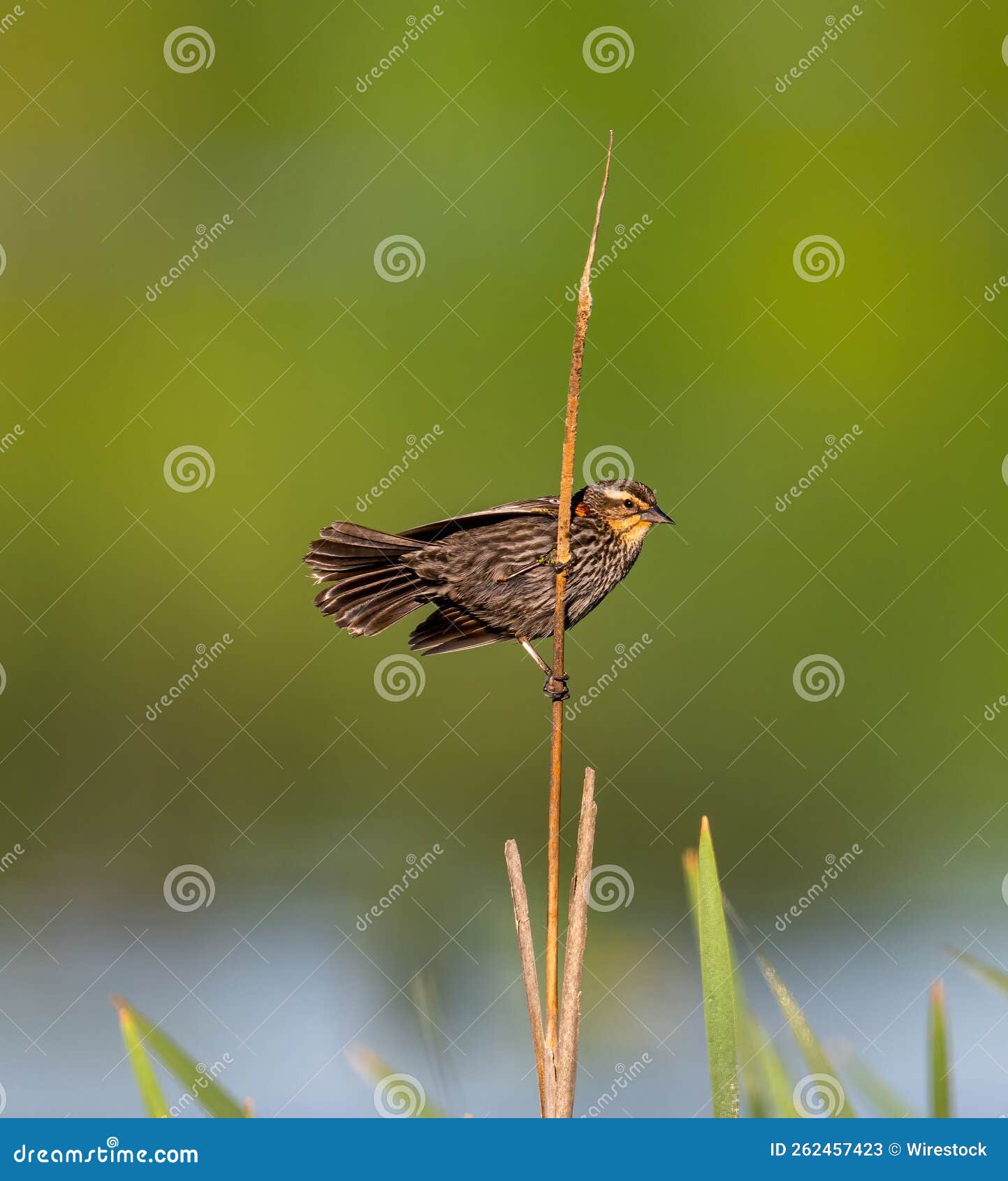 Beautiful Shot of a Redwing on a Branch Stock Image - Image of winged ...