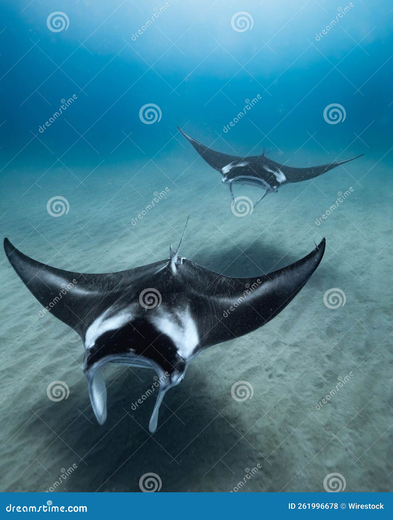 Beautiful Shot of a Reef Manta Ray in the Ocean Stock Photo - Image of ...