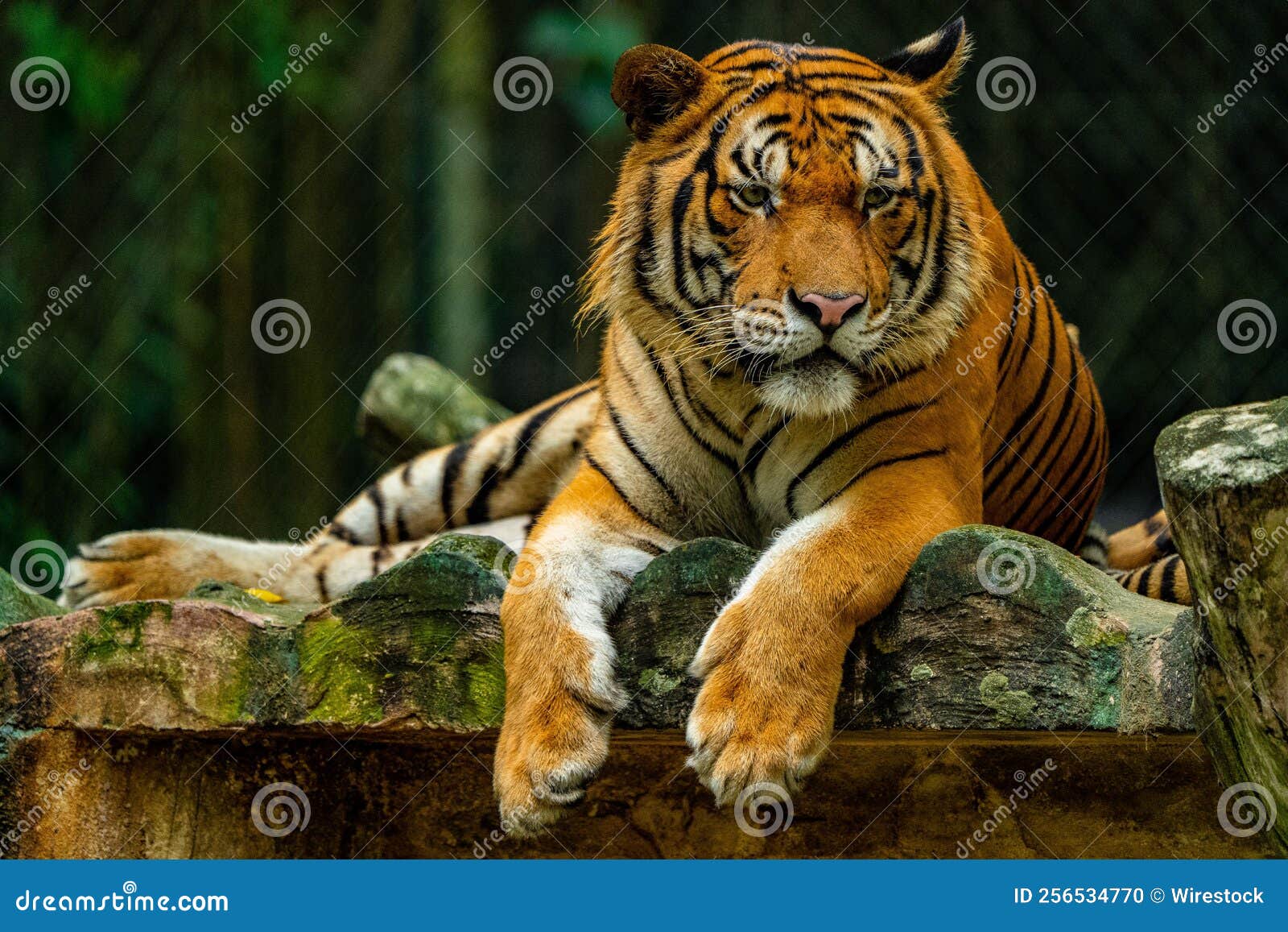 Beautiful Shot of a Relaxing Tiger Stock Photo - Image of predator ...