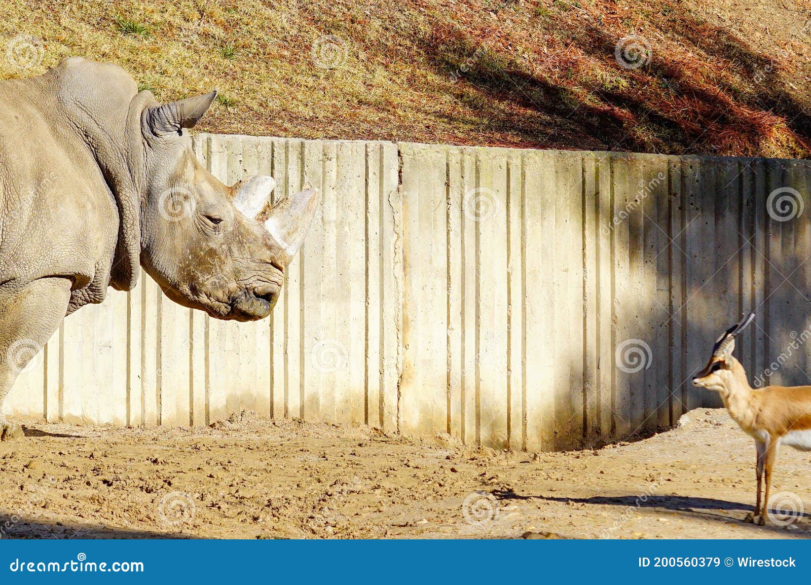 Small Rhino Without Horn. Rhinoceros In Zoo Enclosure. Endangered ...