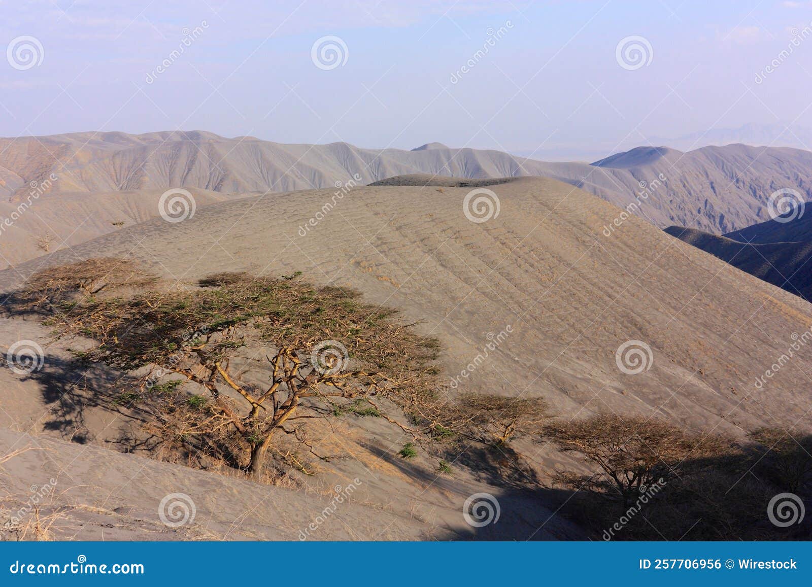 Beautiful Shot of the Rift Valley with Dry Trees Stock Photo - Image of ...