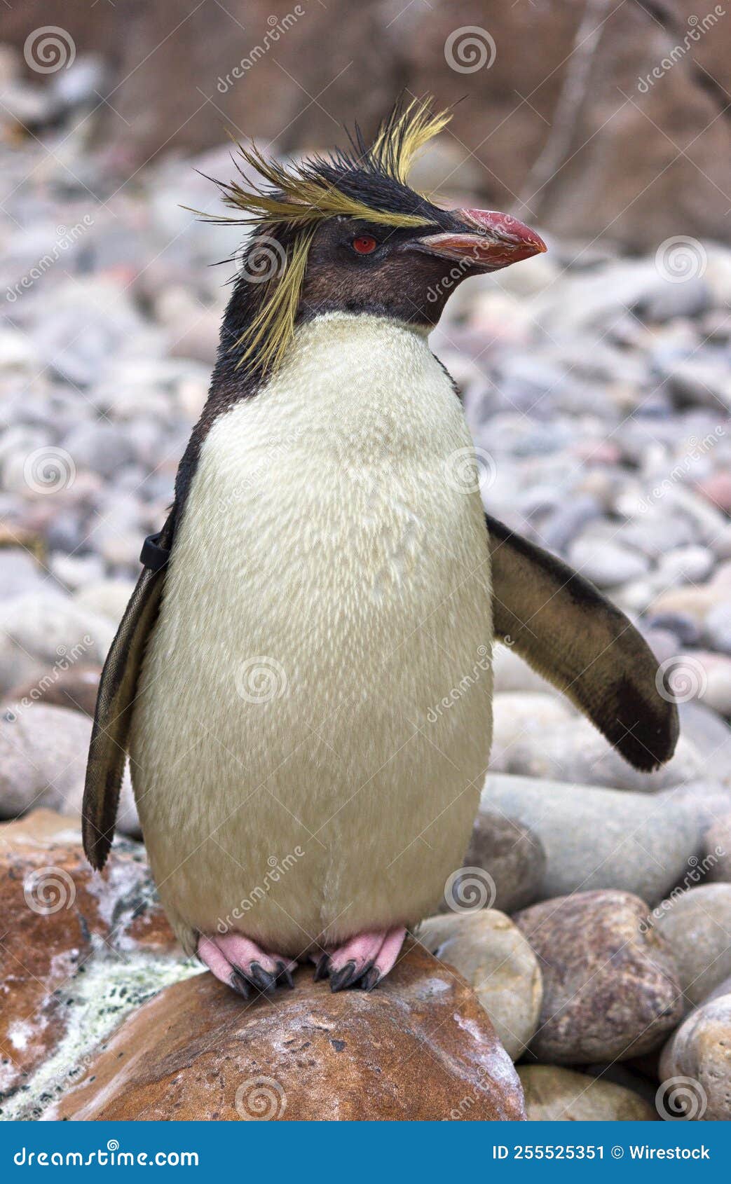 Beautiful Shot of a Rockhopper Penguin Stock Image - Image of ...