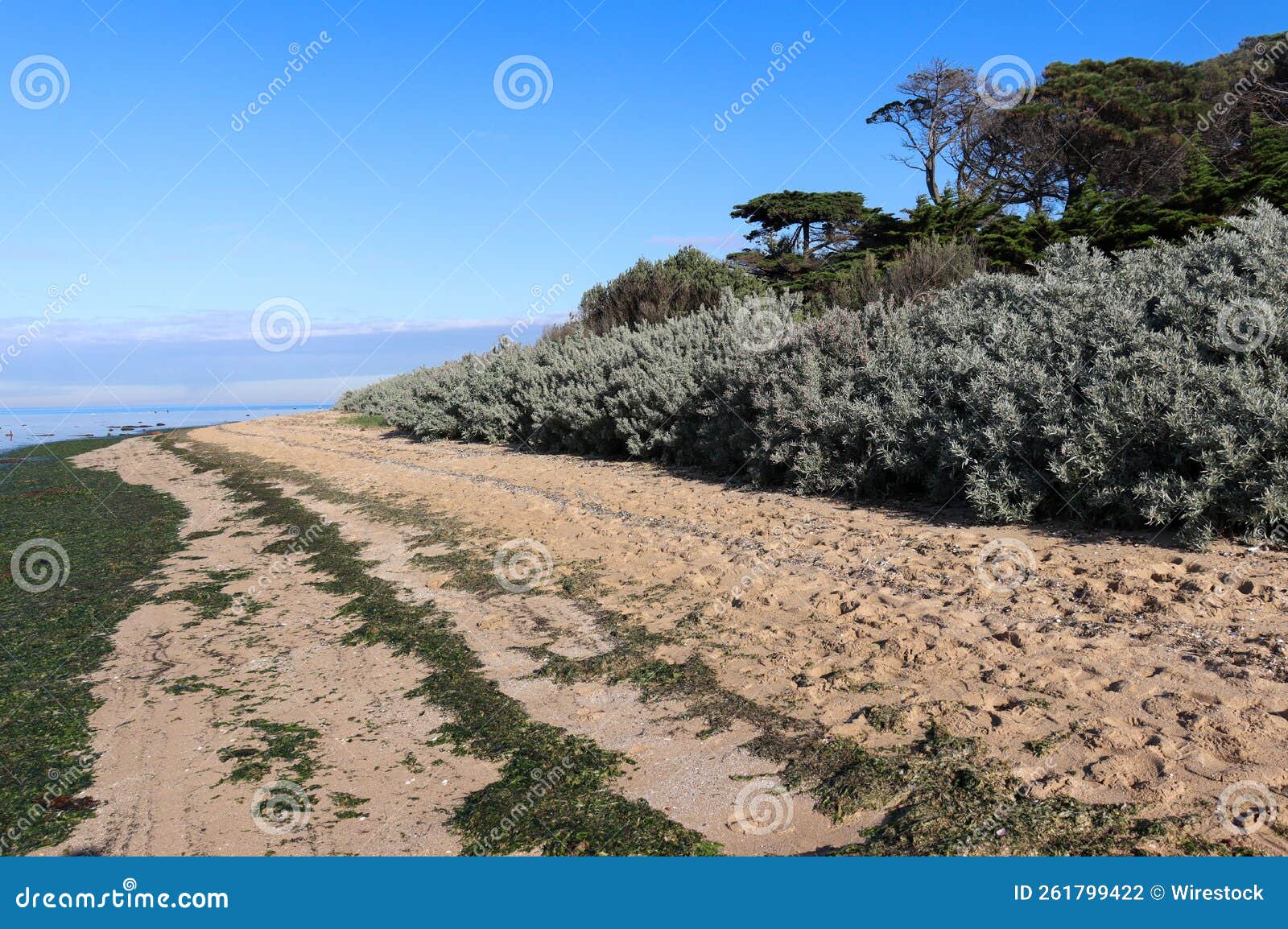 Beautiful Shot of a Sandy Beach and Bushes Stock Photo - Image of beach ...