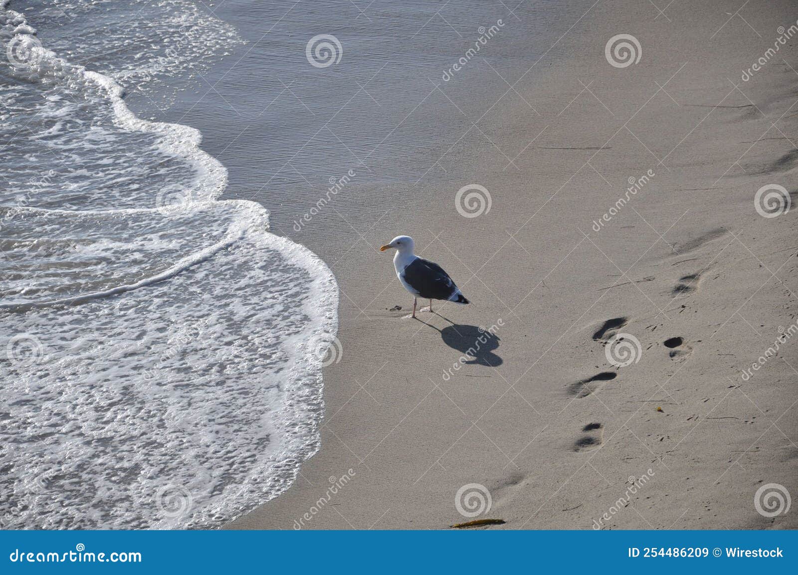Beautiful Shot of a Seagull Looking at the Ocean with Human Steps Over ...