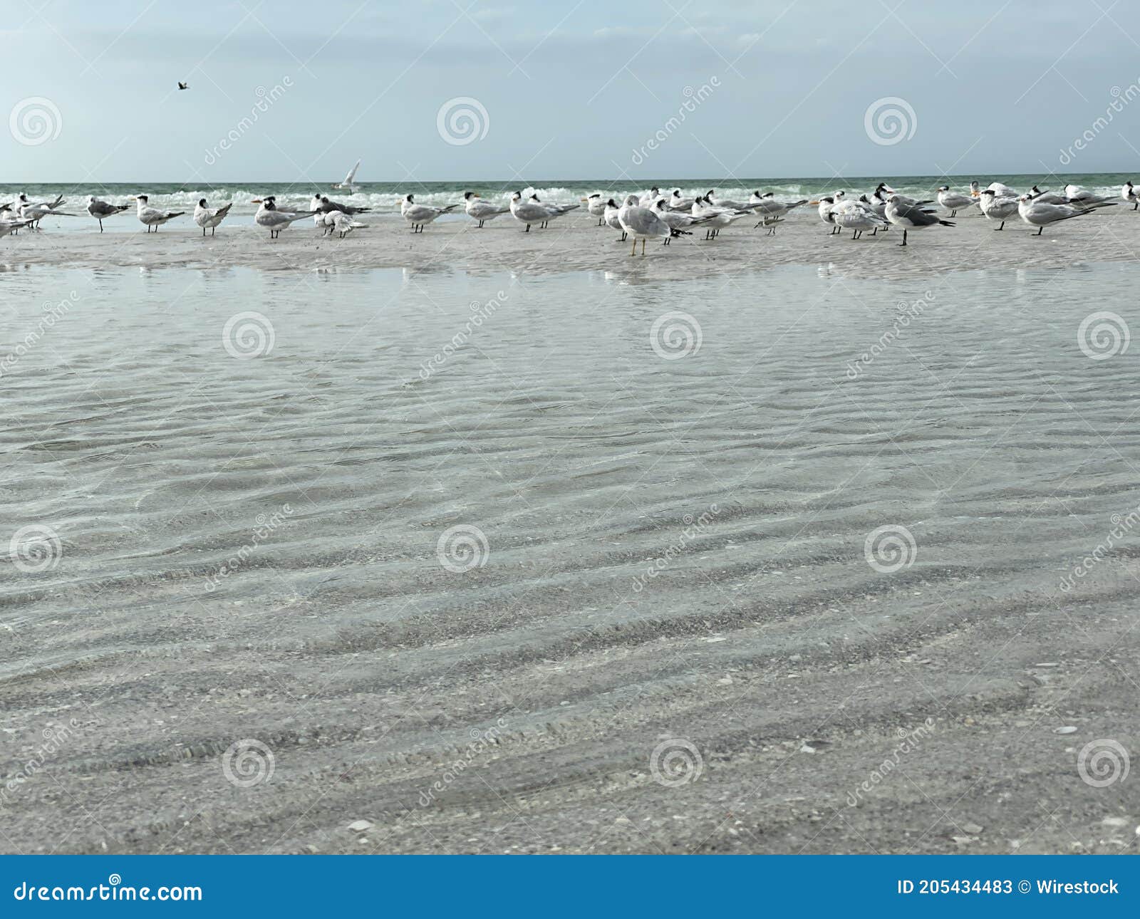 Beautiful Shot of Seagulls on the Beach Stock Image - Image of wild ...