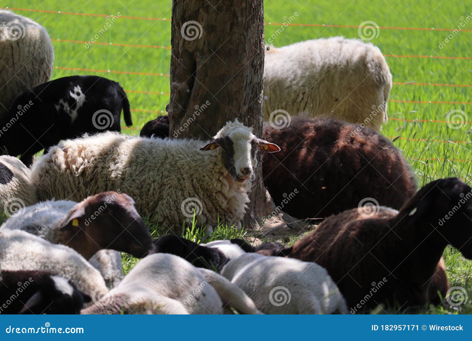 Beautiful Shot of Sheep Group Grazing in a Green Field Stock Image ...