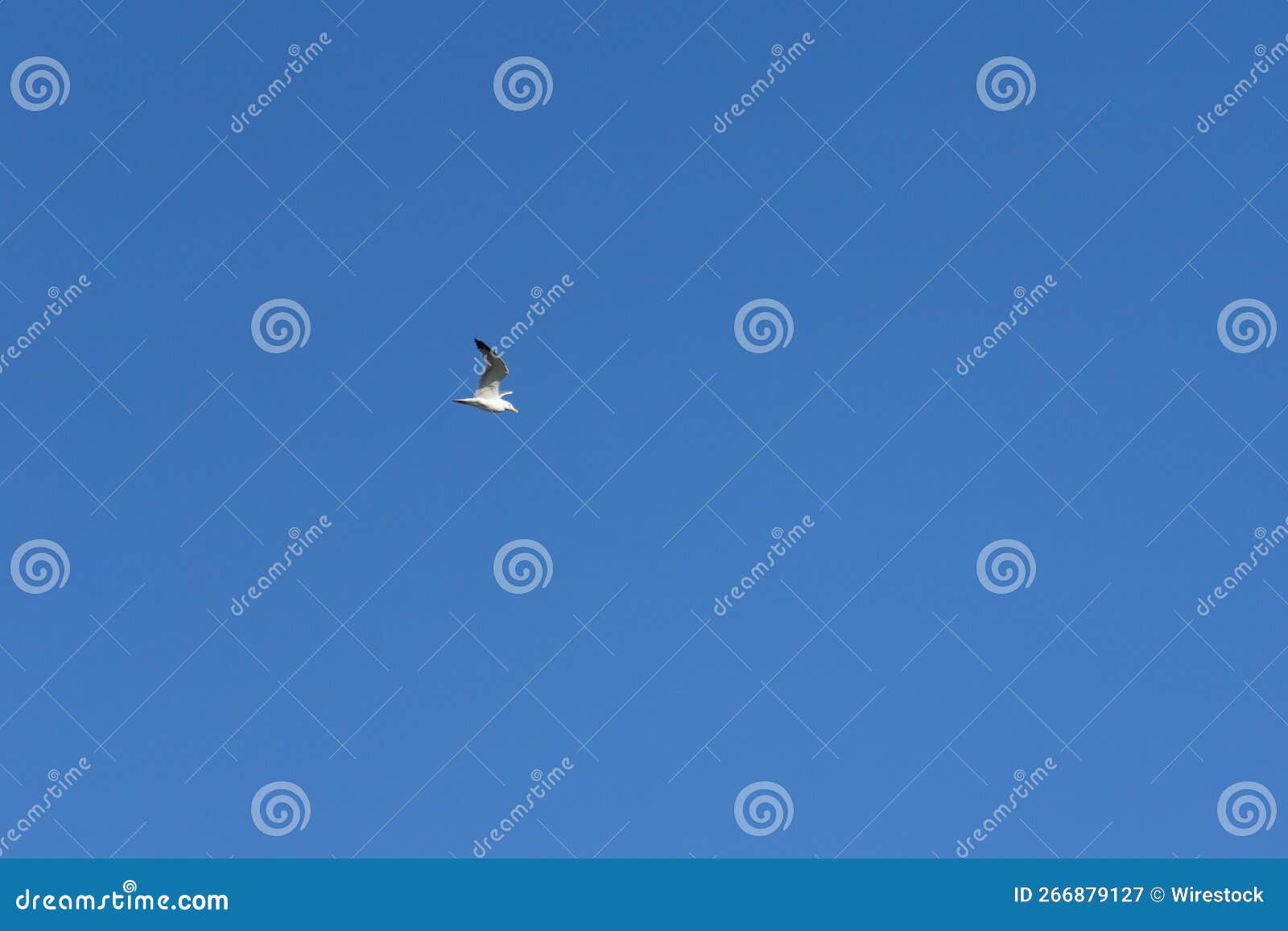 Beautiful Shot of a Single Bird Flying in a Clear Blue Sky Stock Image ...