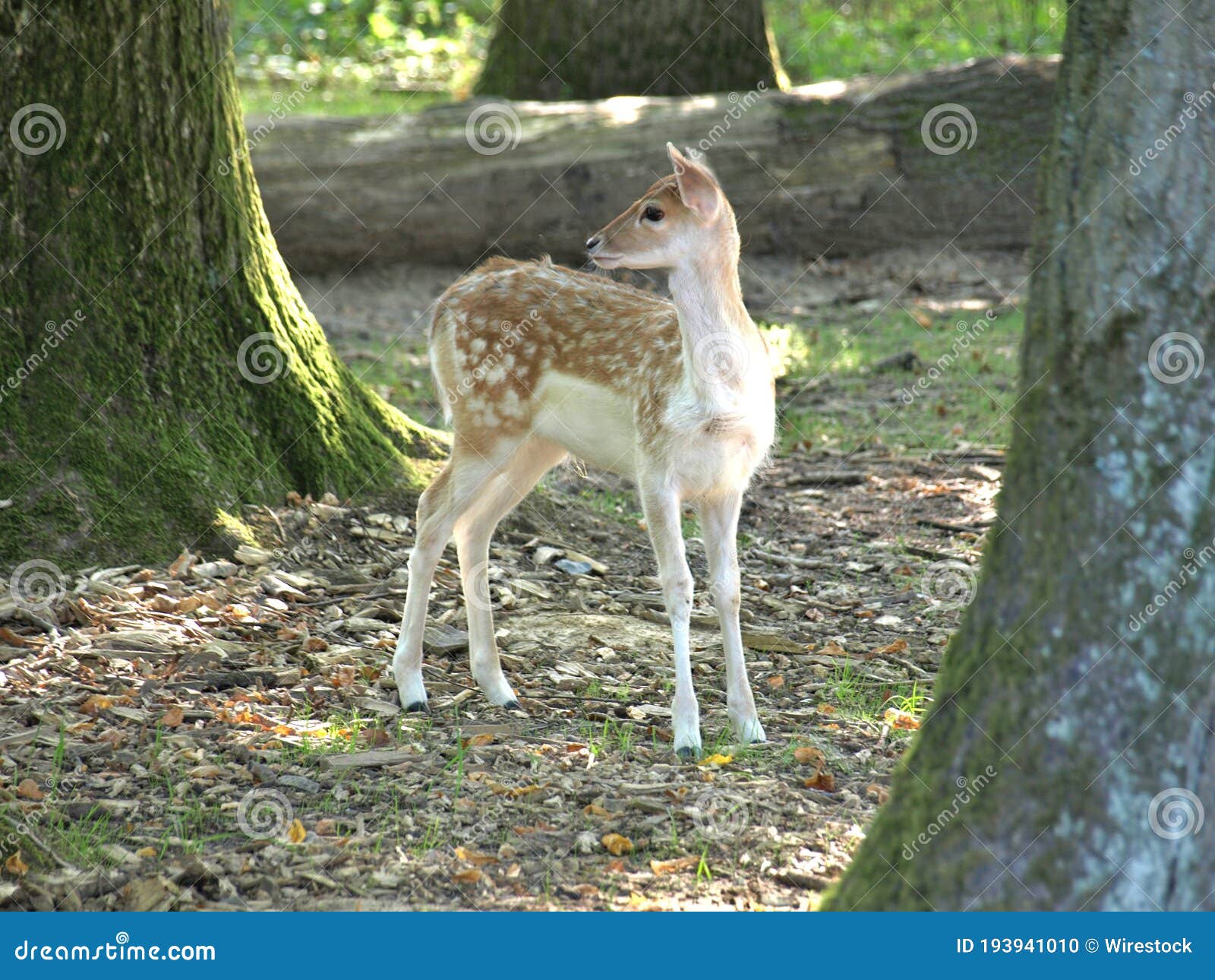 Beautiful Shot of a Single Standing Fallow Deer Fawn Stock Photo ...
