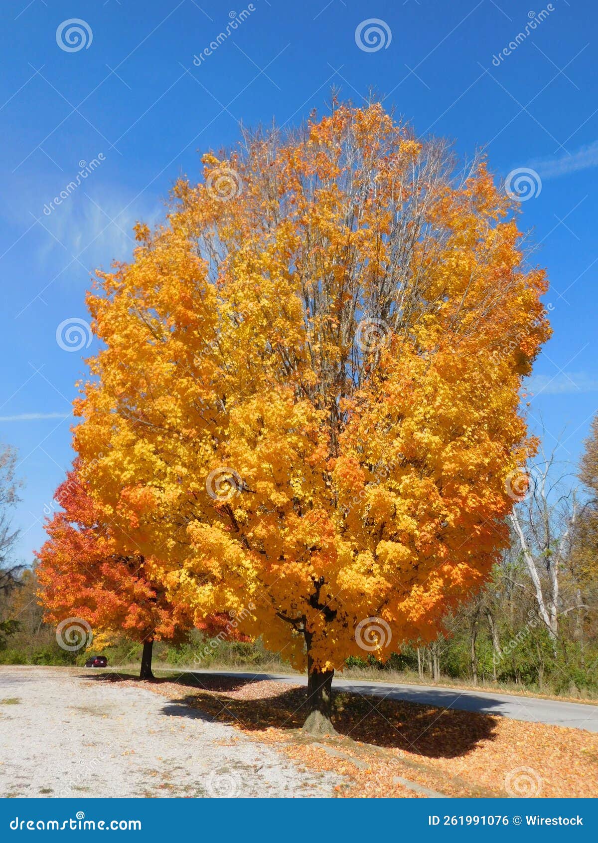 Beautiful Shot of a Single Tree with Orange Leaves Stock Photo - Image ...