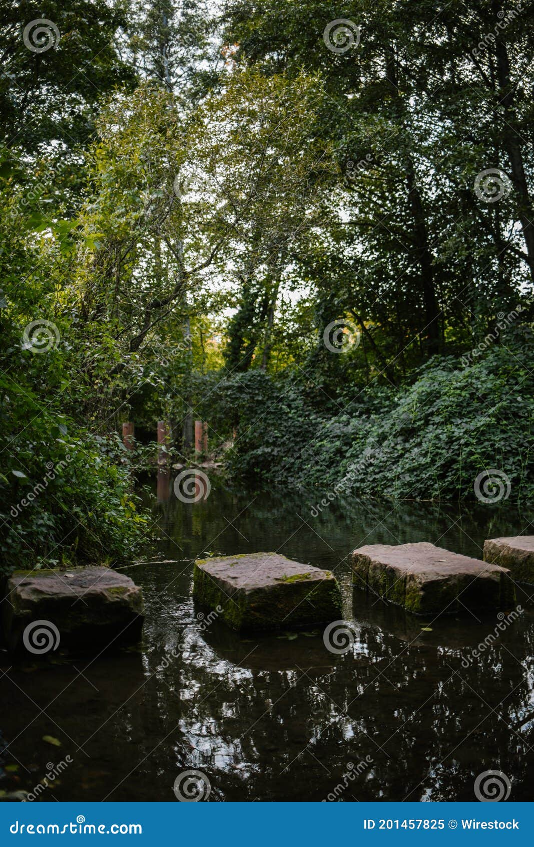Beautiful Shot of a Small Pond in the Forest Stock Image - Image of ...