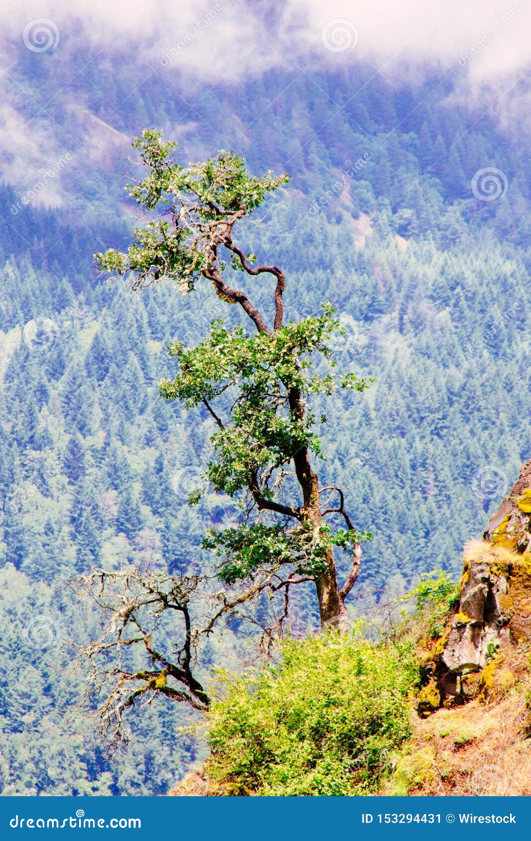 Beautiful Shot of a Small Tree Growing on the Edge of a Rocky Cliff ...