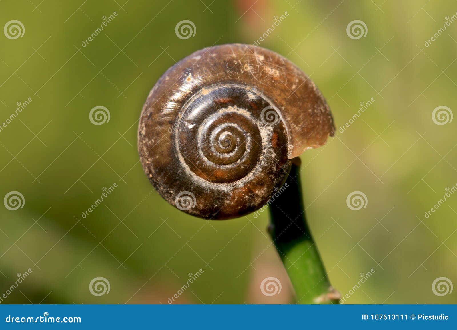 Snail Shell Royalty-Free Stock Image | CartoonDealer.com #5554030