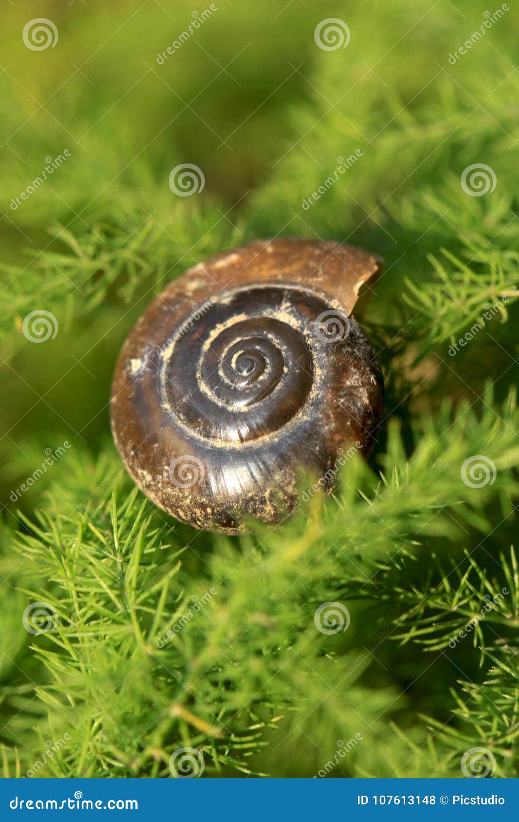 Snail shell stock photo. Image of greenery, secure, marine - 107613148