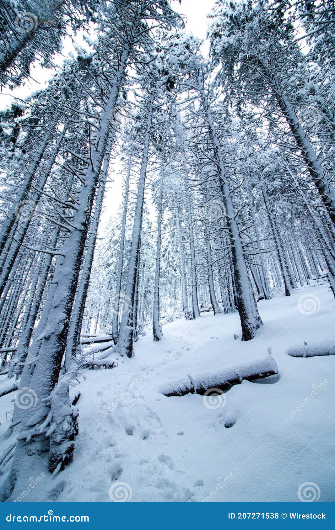 Beautiful Shot of Snowy Coniferous Forests Stock Photo - Image of ...