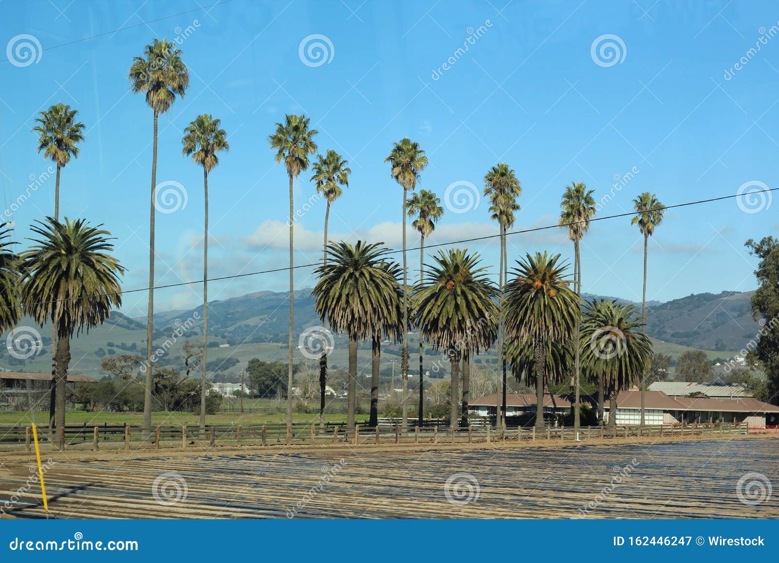 Beautiful Shot of Some Tall and Short Palm Trees Stock Image - Image of ...