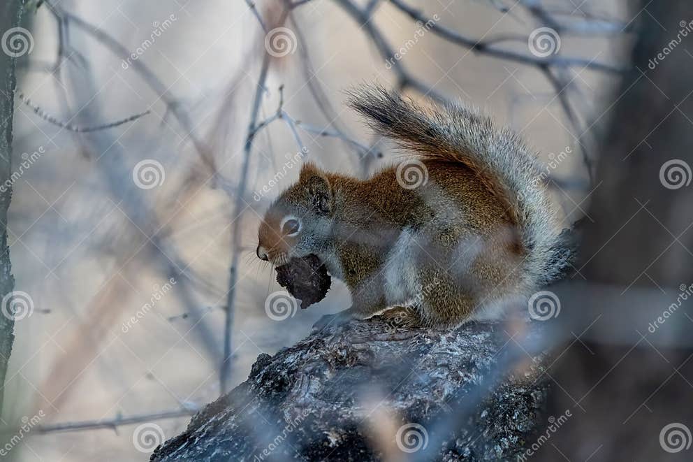 Beautiful Shot of a Squirrel Perched on a Tree Branch Chewing on a Nut ...